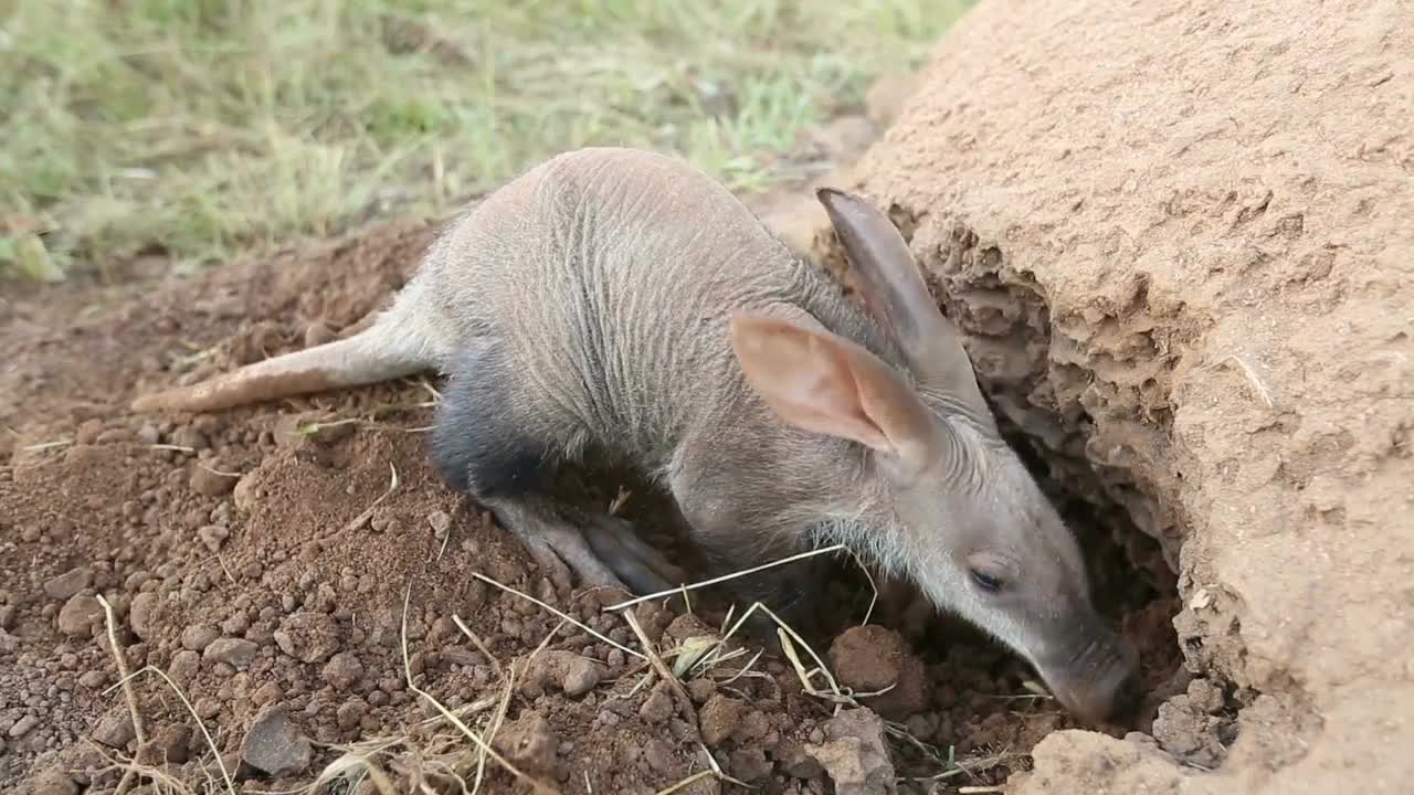 Inside the Aardvark's World: Secrets of Nocturnal Foraging