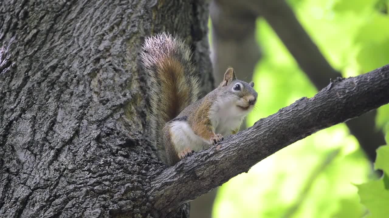 Discover the Clever World of Forest Squirrels