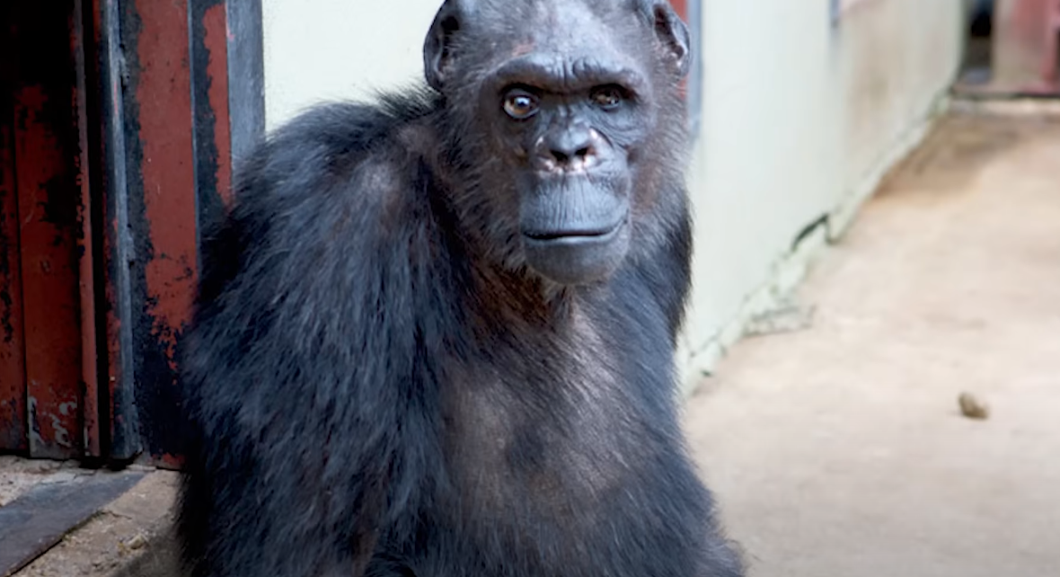The Shocking Story of Oliver the “Humanzee”
