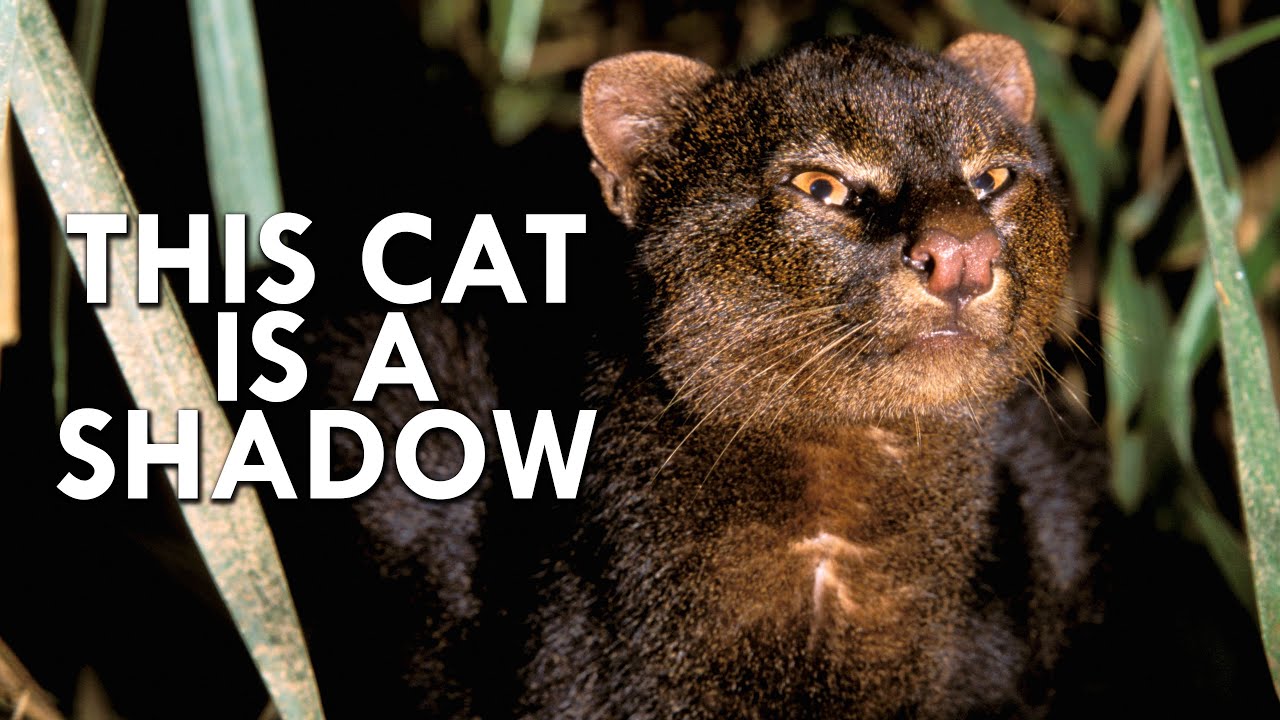 Shadow Cat: One of the Rarest and Most Mysterious Cats on Earth