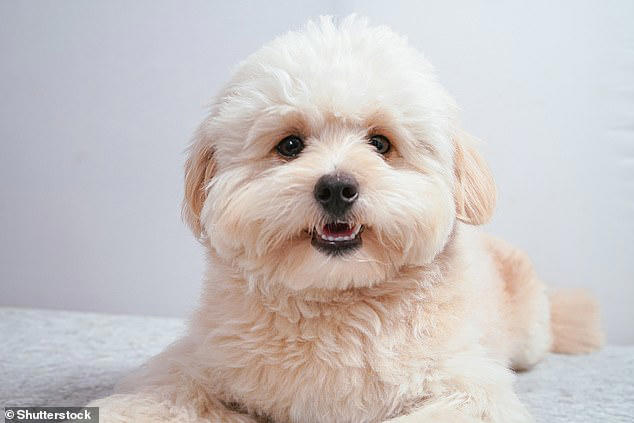 Designer poodle crossbreeds surge in popularity - so, do you know your ...