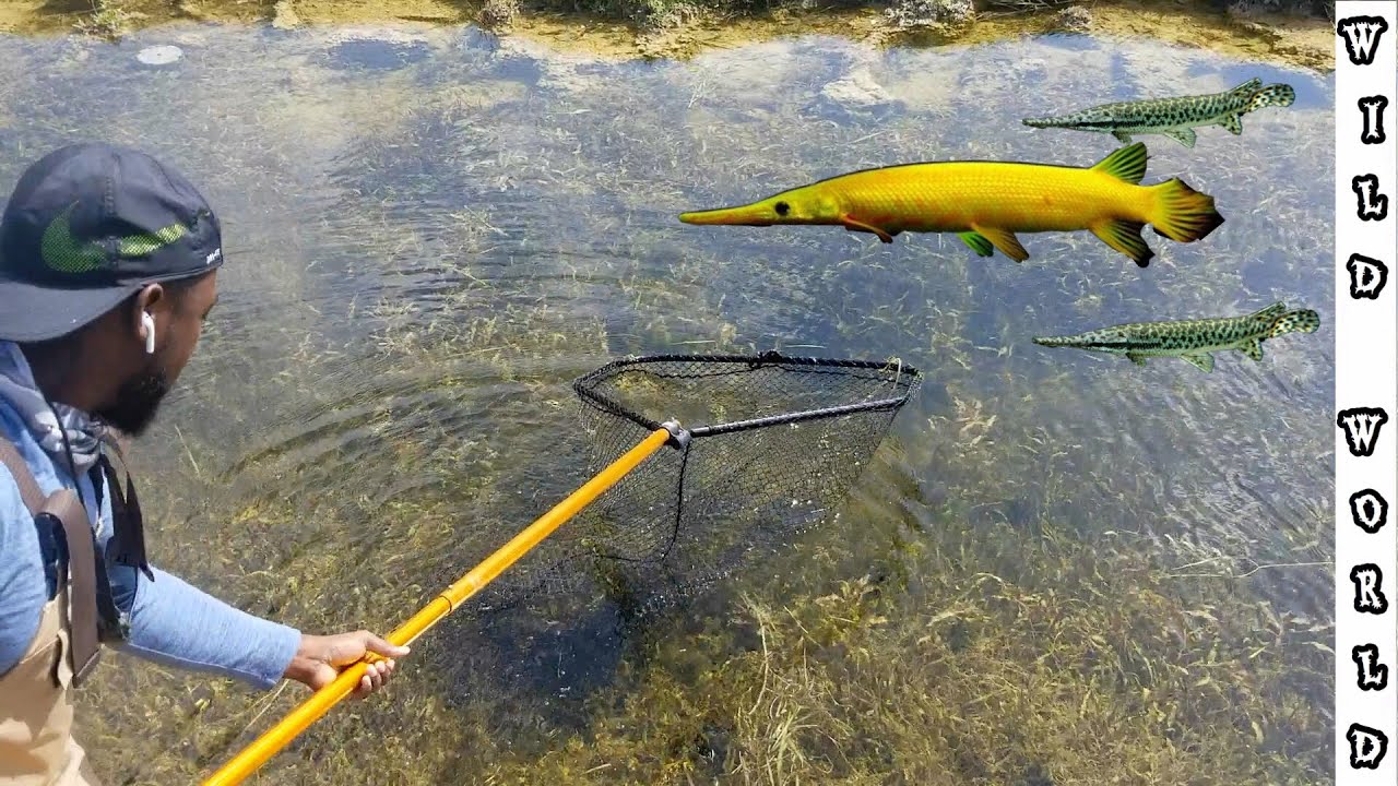 Training Gar Fish: First Move to the Pool Pond