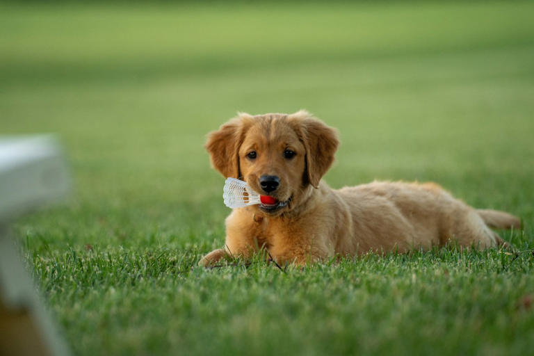 The One Mistake New Puppy Owners Make Every Time, According to a Trainer