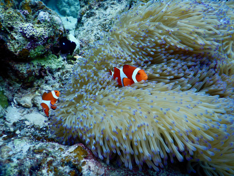'Adventurous' vs 'homebody' anemonefish: Research reveals key ...