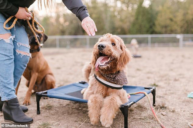 Designer poodle crossbreeds surge in popularity - so, do you know your ...