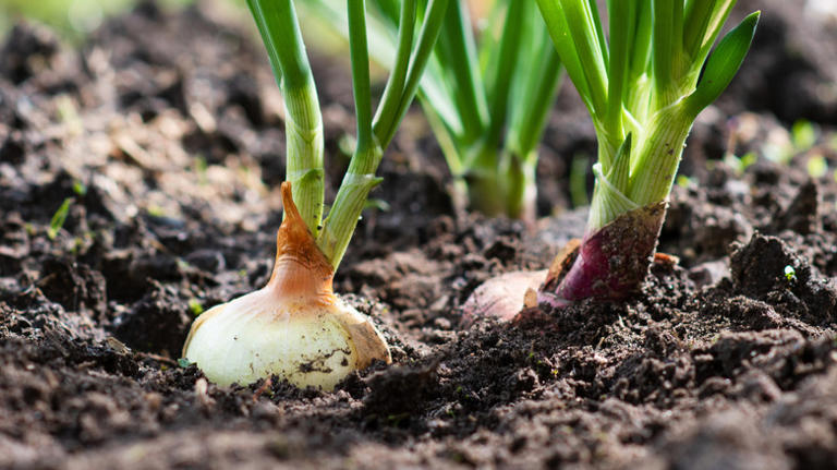 How Long Do Onions Really Take To Grow (& How Do You Know They're Ready ...