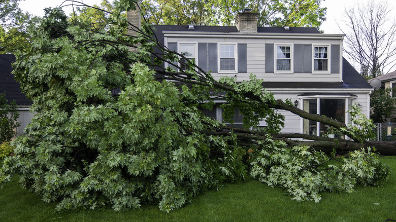 The Brilliant Way To Upcycle A Fallen Tree In Your Backyard
