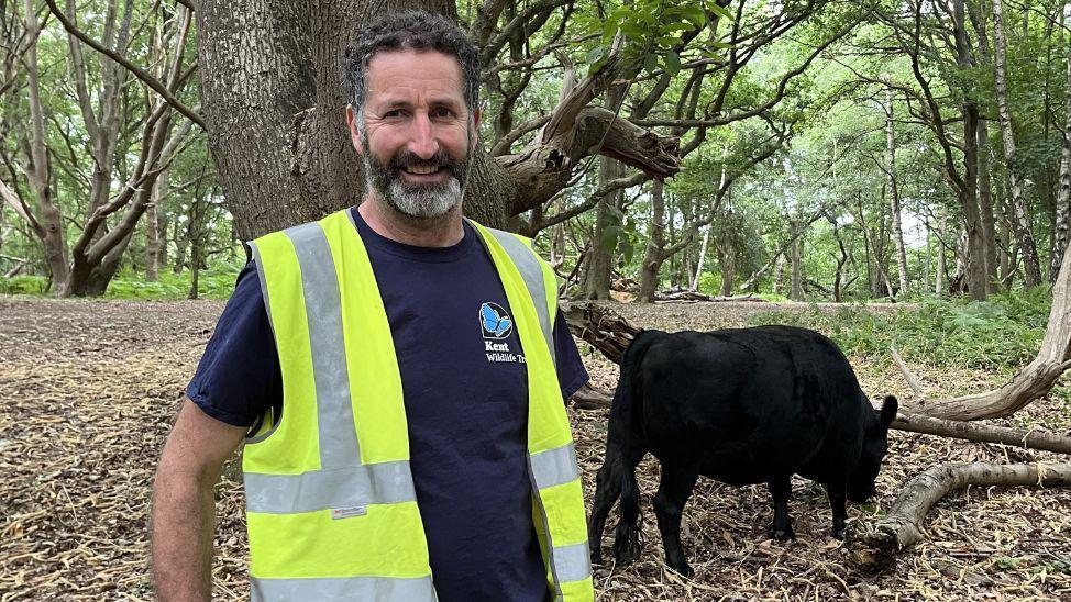 Cattle return as 'natural strimmers' to vegetation