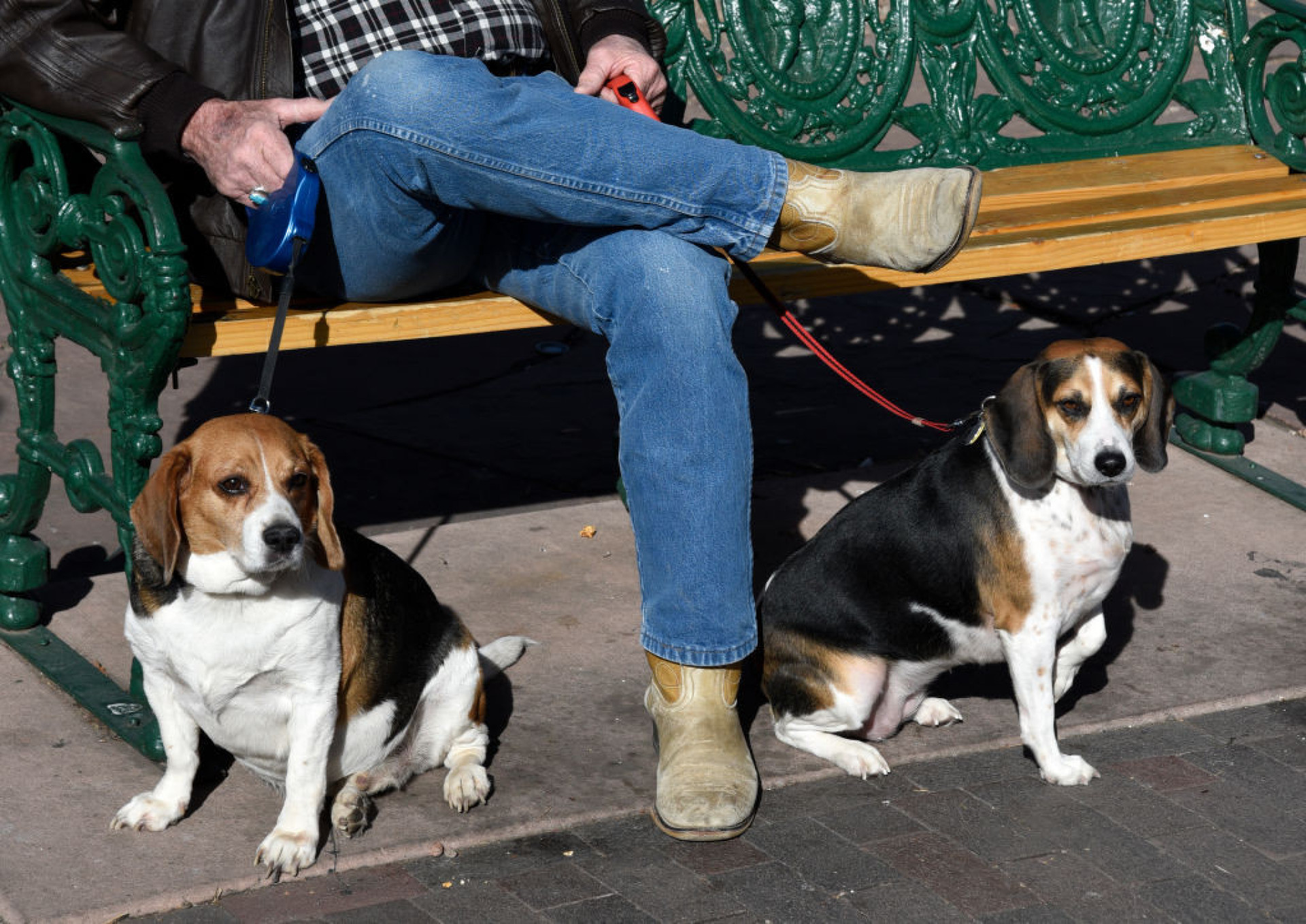 A ranking of the most adorable dog breeds