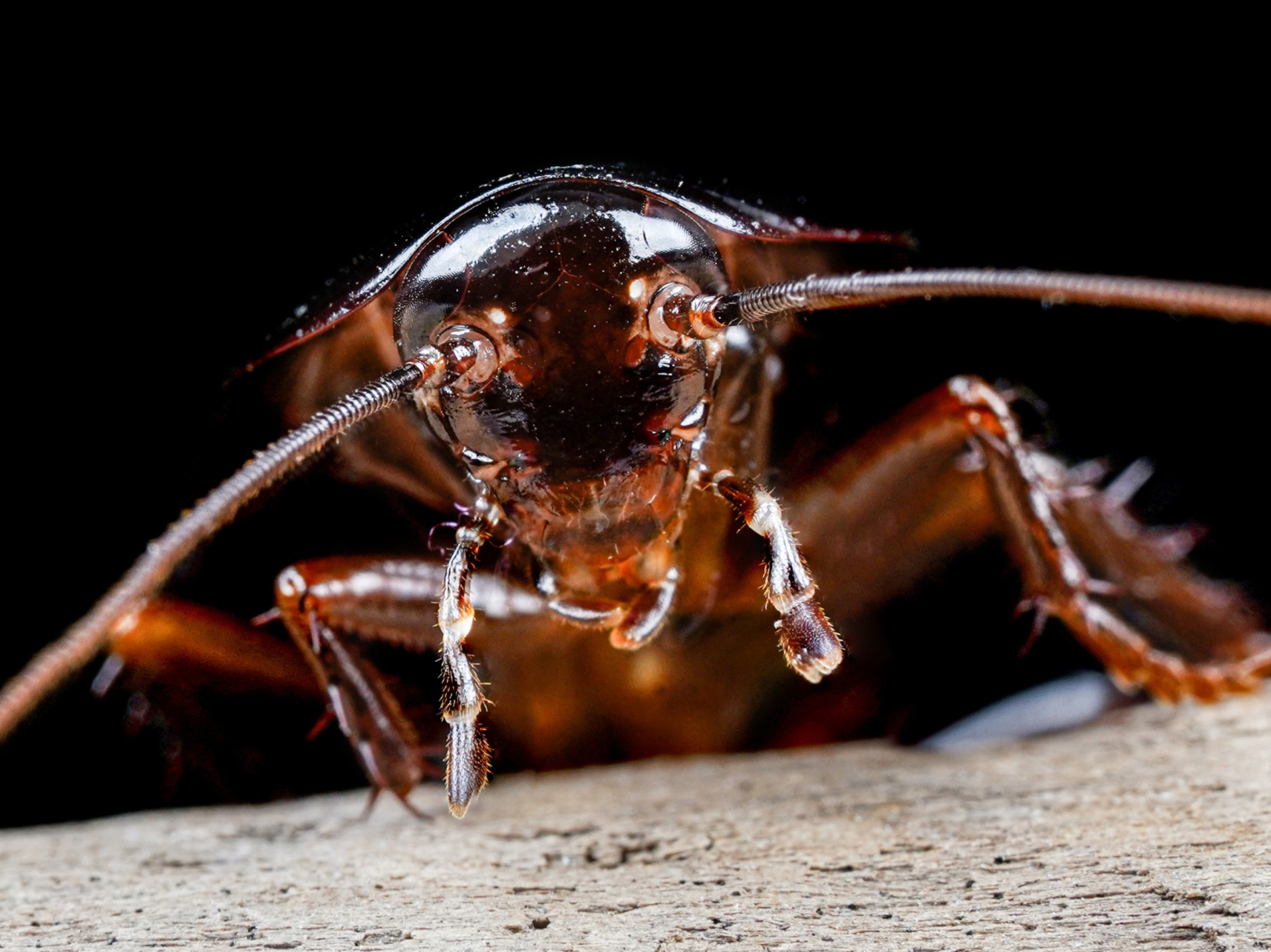 The most roach-infested US cities