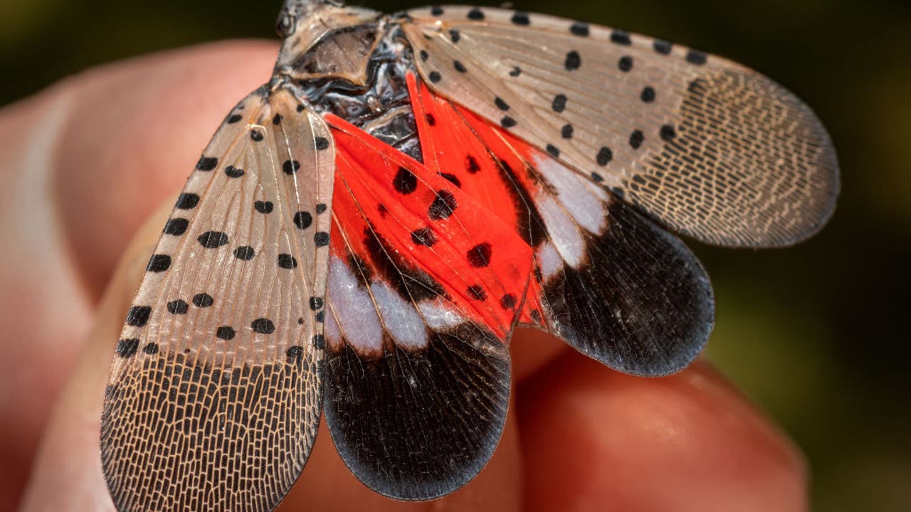 Spotted lanternfly: Officials on the lookout for invasive insect across ...