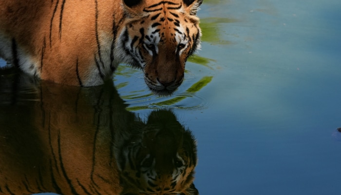Rare golden tiger spotted at Assam's Kaziranga National Park, SEE pics