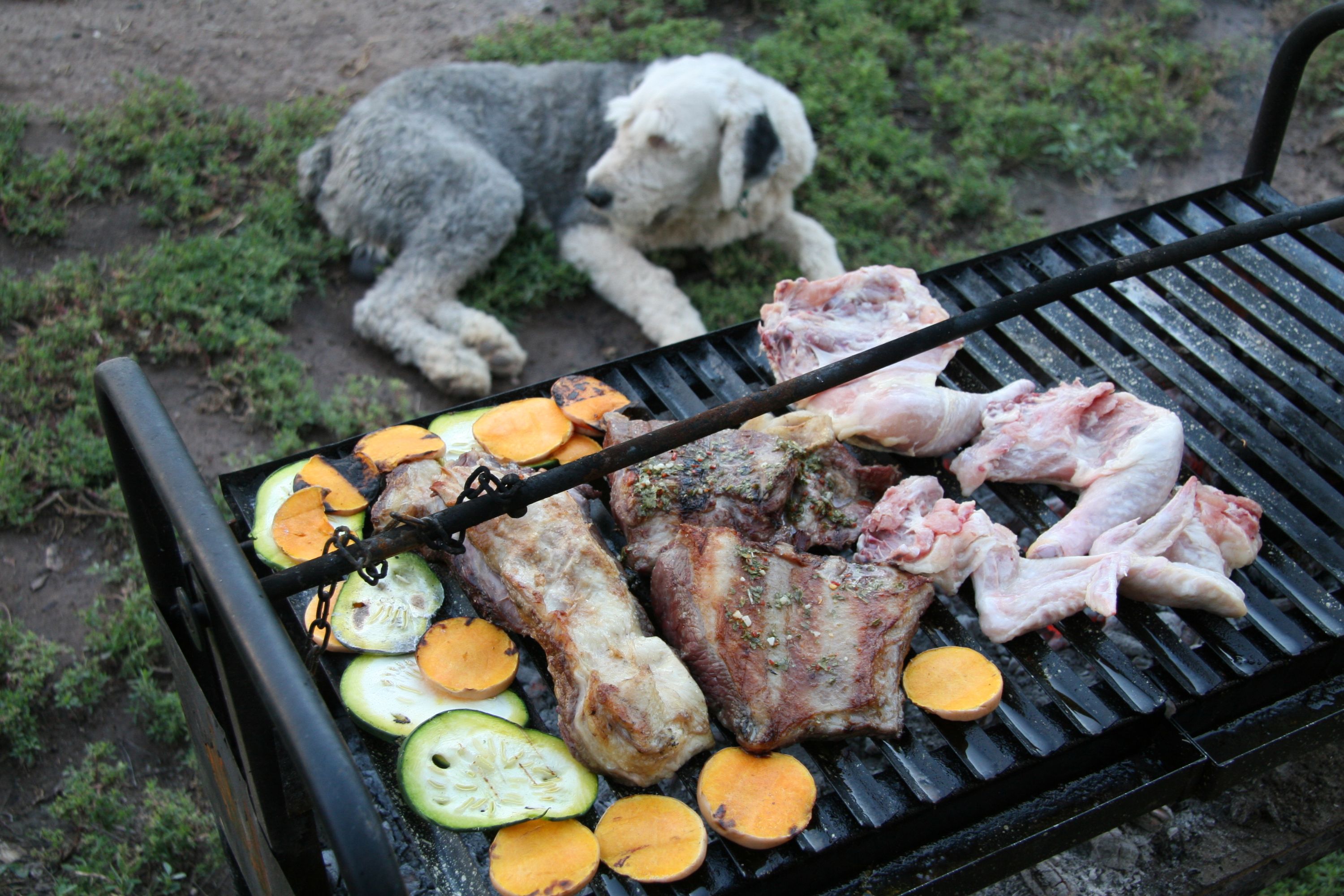 Dog Barbecue Dangers: How to keep your adorable pup safe - and what you ...