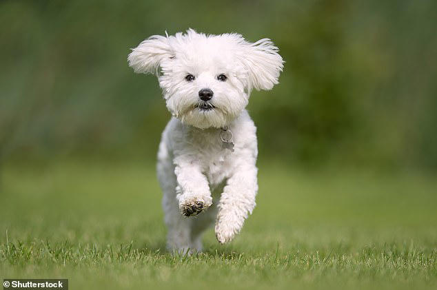 Designer poodle crossbreeds surge in popularity - so, do you know your ...