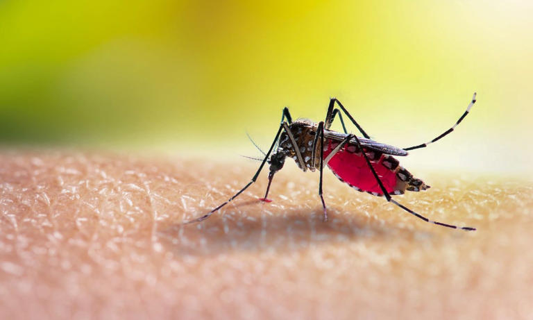 Banish mosquitoes from your home with one natural ingredient — and it ...