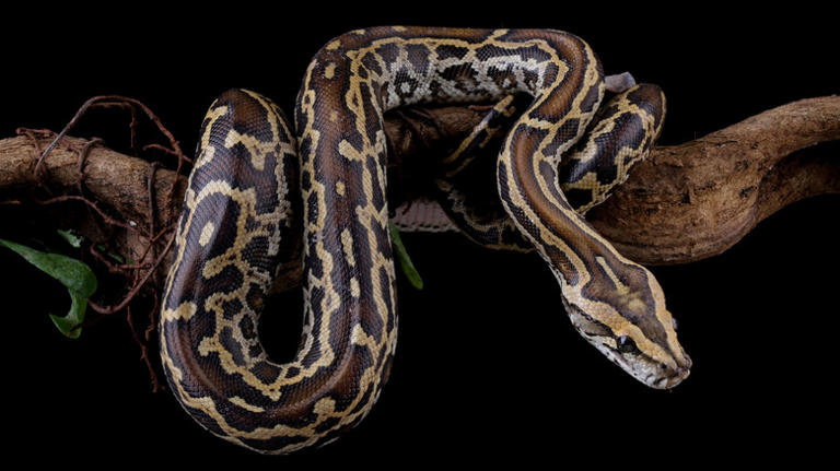 Florida's Python Problem Is Even Worse Than Scientists Thought Due To A Disturbing Discovery