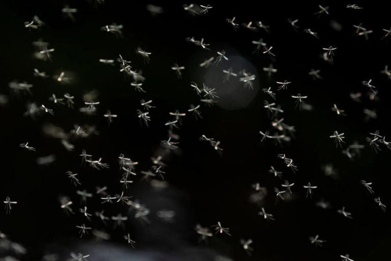 Kentucky residents are being driven from their homes after gnats swarm ...