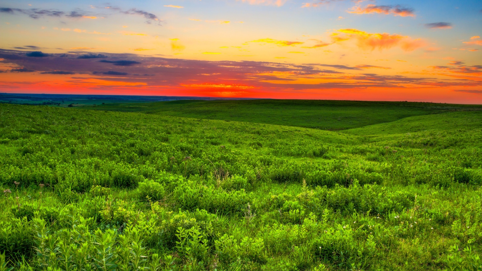 Kansas’ prairie grasslands are America’s forgotten treasure