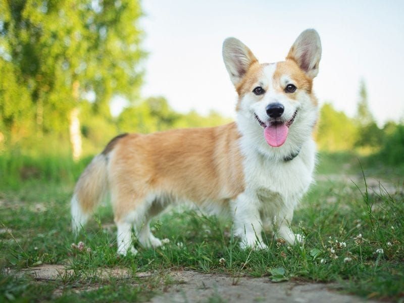 20 Dog Breeds So Adorable, They Should Come With a Cuteness Warning