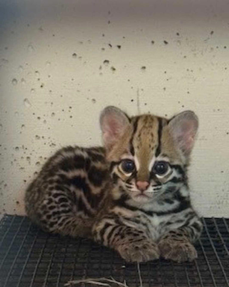 Omaha's Henry Doorly Zoo announces 10-week-old ocelot kitten is a boy