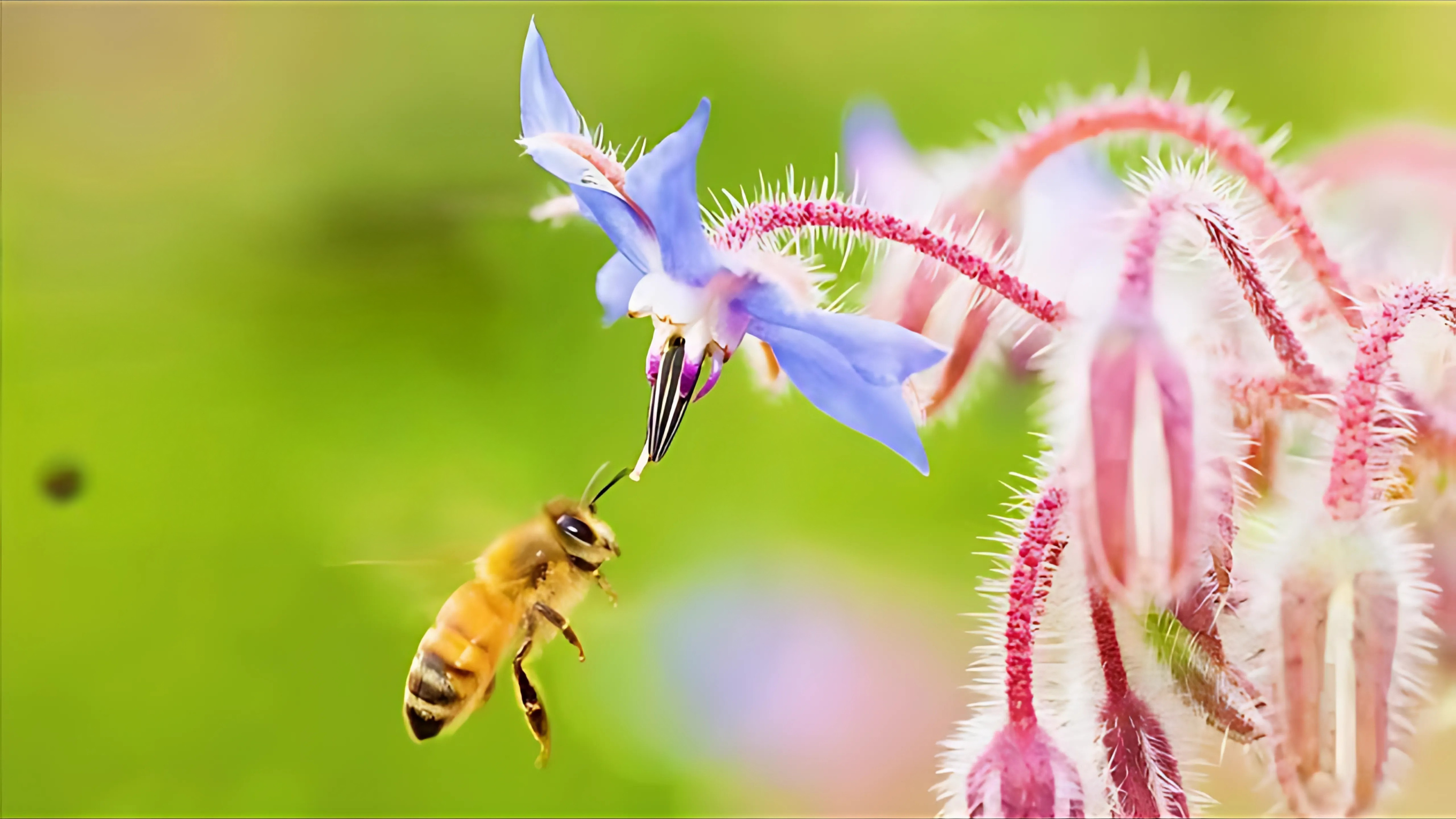 Borage Growing Guide | How to Grow and Use This Versatile Herb