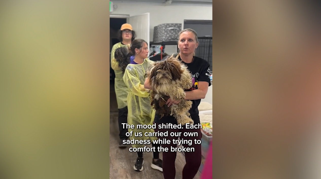 164 Miniature Schnauzers Saved From Horror—'Nothing Could Have Prepared Us'