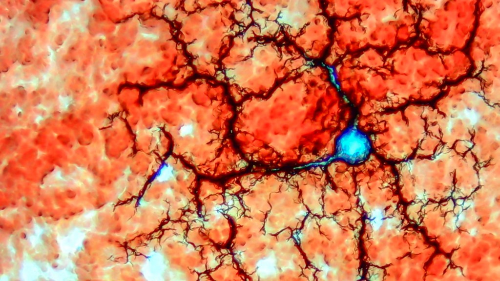 Science photography competition reveals never seen before glowing critter