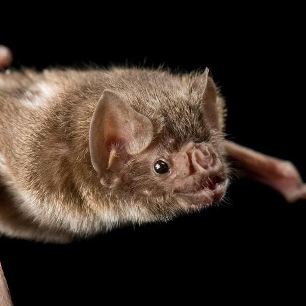 Rabid bat discovered by puppy in Mount Holly