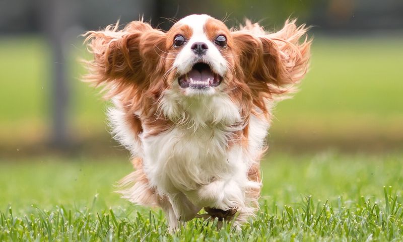 20 Dog Breeds So Adorable, They Should Come With a Cuteness Warning