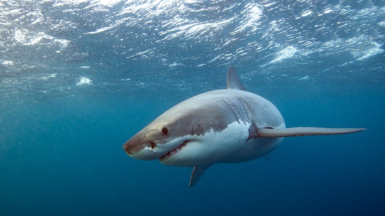 Harpswell issues beach warning after great white shark sightings