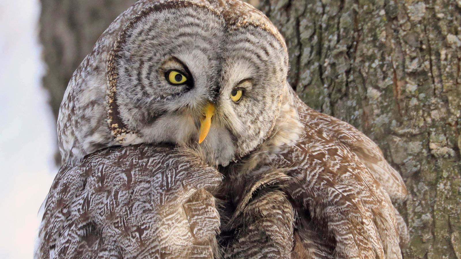 26 Canadian Wildlife Encounters You’ll Never Forget