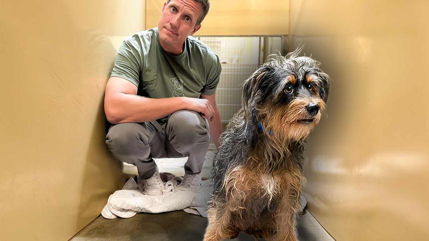 Terrified Rescue Dog Won’t Let Anyone Touch Him, HERE’S Why!