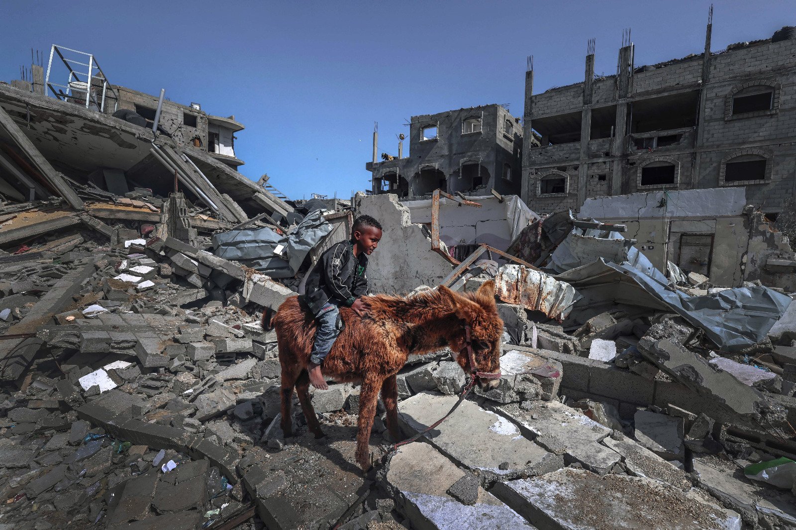 Israeli army accused of stealing donkeys from Gaza