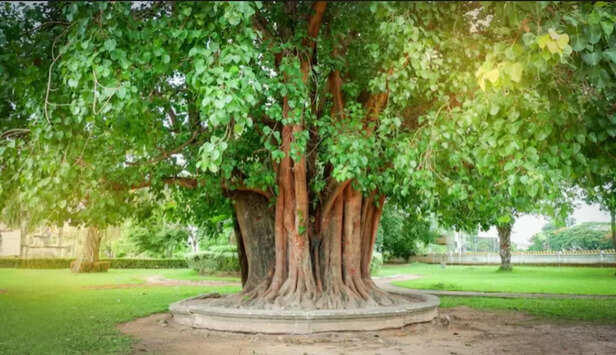 The Science Behind Worshipping the Peepal Tree