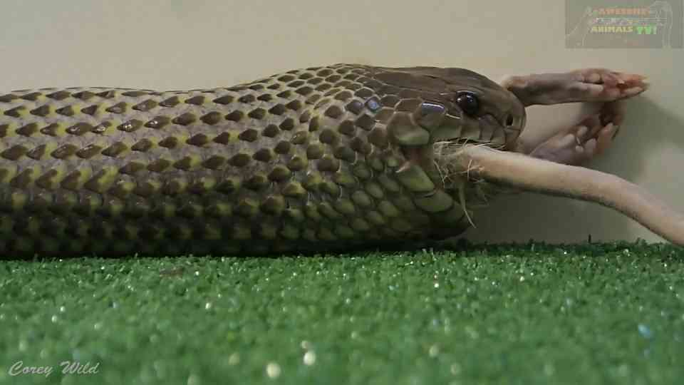 Feeding venomous snakes in Australia
