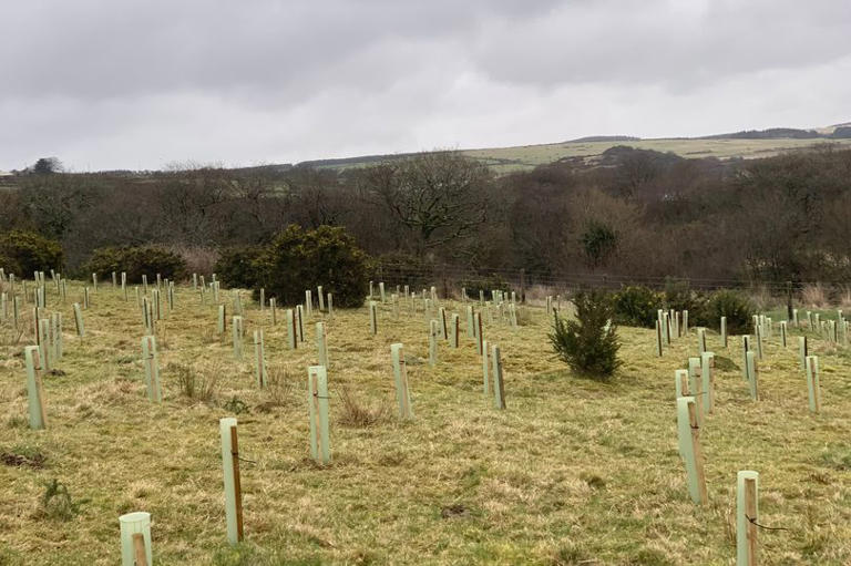 400,000 trees are fighting climate change and saving rivers too