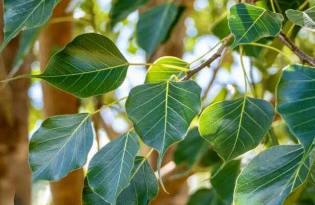 The Science Behind Worshipping the Peepal Tree