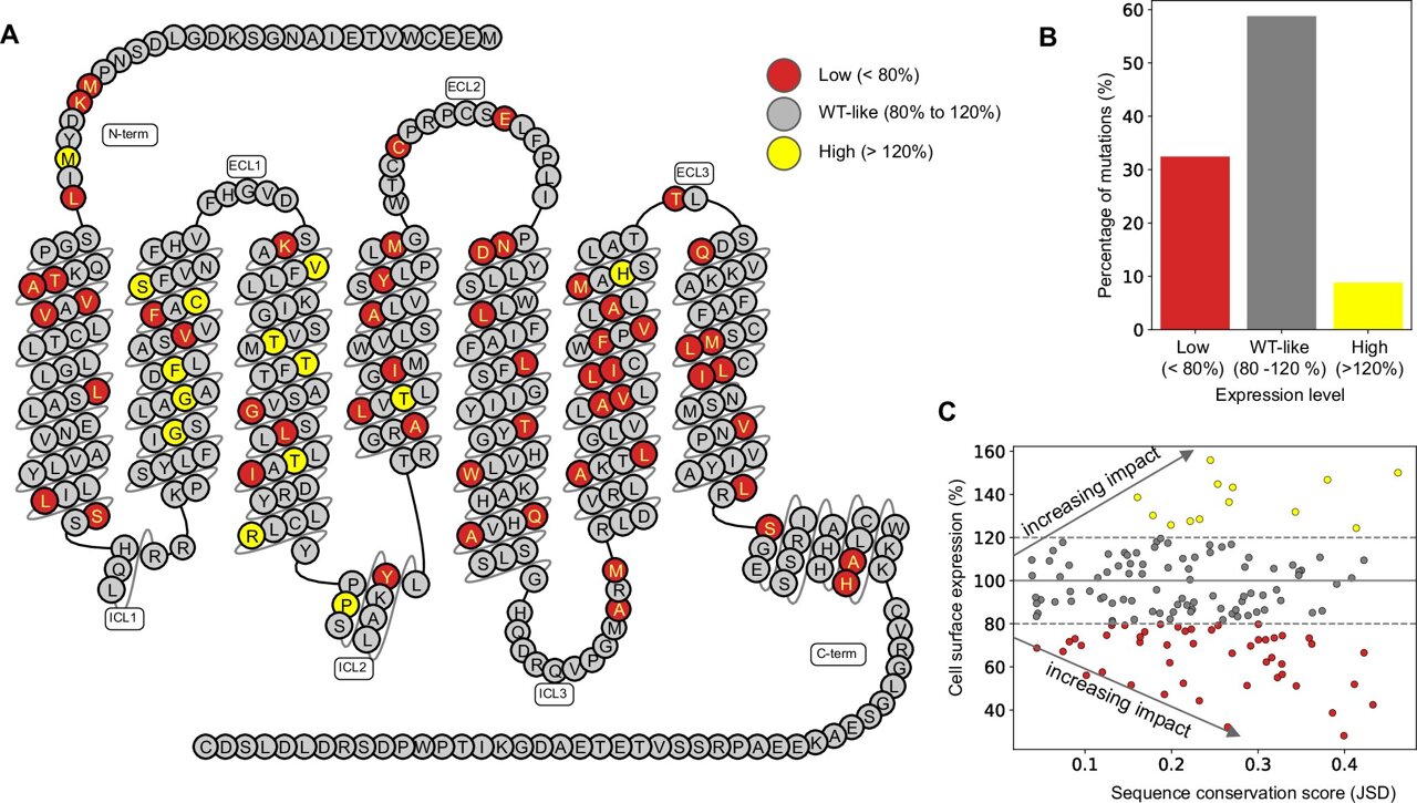 Amino acids play a key role in how cells respond to drugs