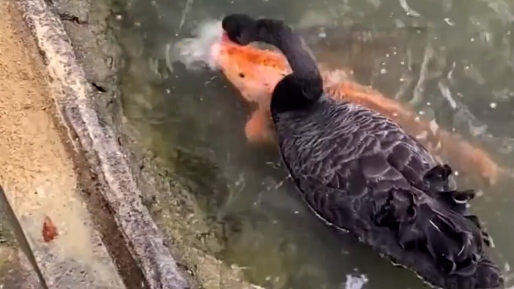 Black swan spotted feeding koi fish