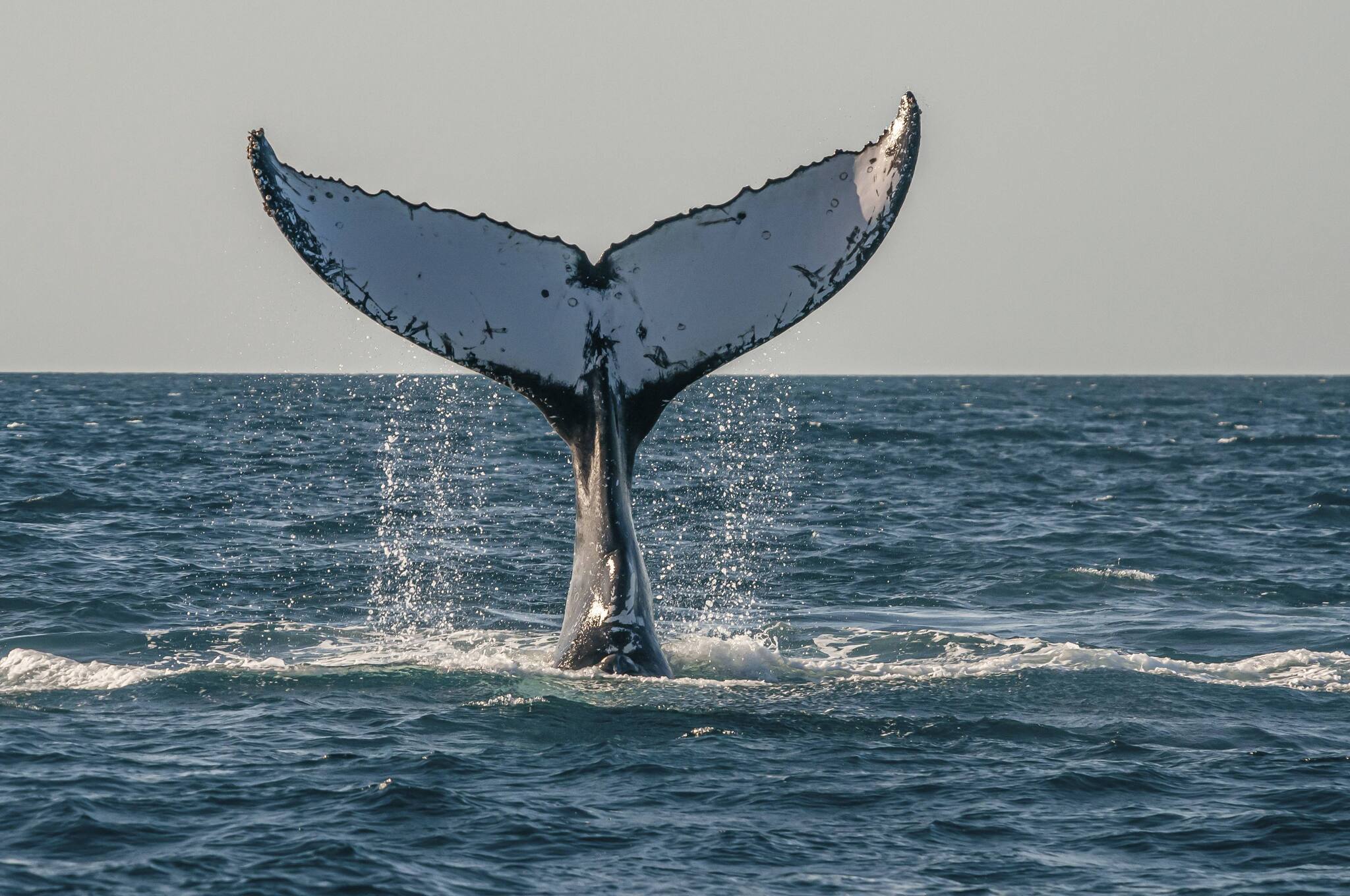 Buckelwal in der Ostsee vor Rügen? Video löst Sorgen im Internet aus