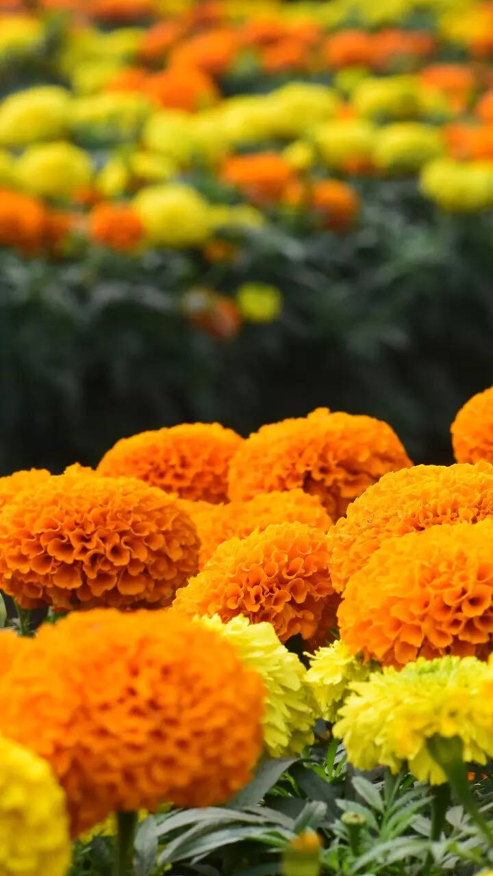 10 hidden powers of the marigold plant, and why it is a valuable ...