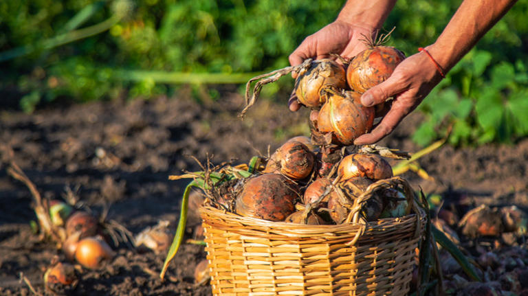 How Long Do Onions Really Take To Grow (& How Do You Know They're Ready ...