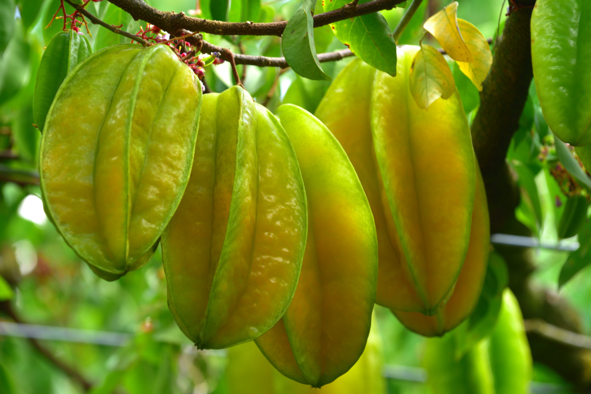 The most poisonous fruits in the world