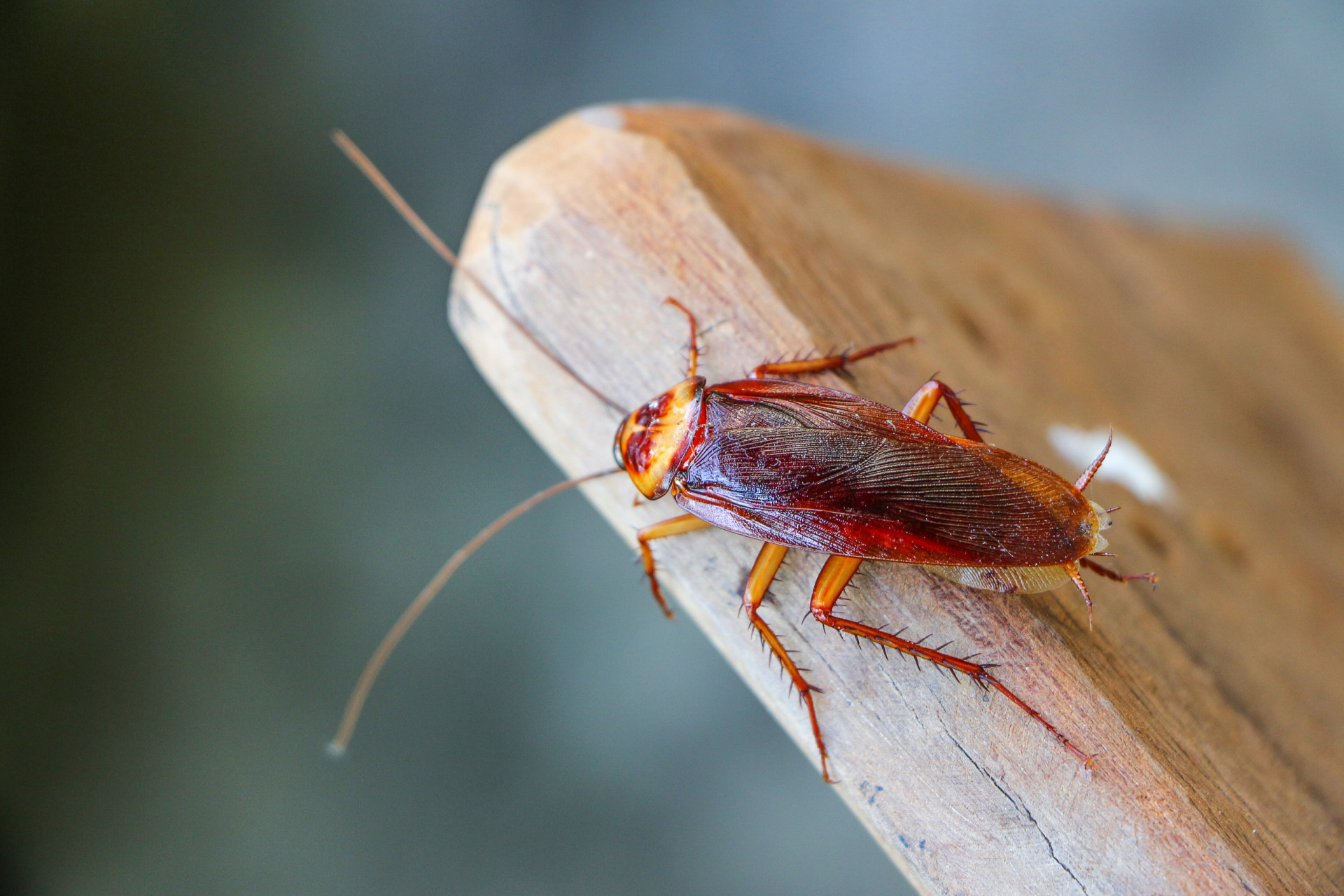 The most roach-infested US cities