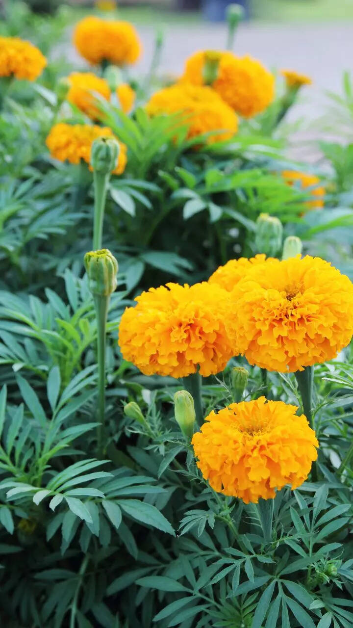 10 hidden powers of the marigold plant, and why it is a valuable ...