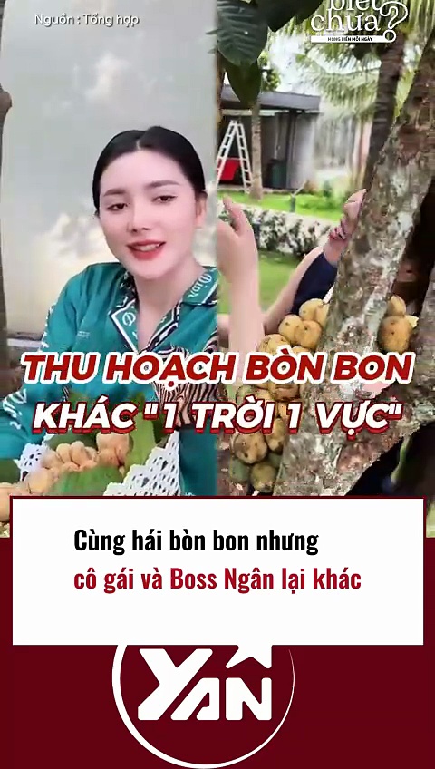 Cùng hái bòn bon nhưng cô gái và Boss Ngân lại khác nhau rõ rệt