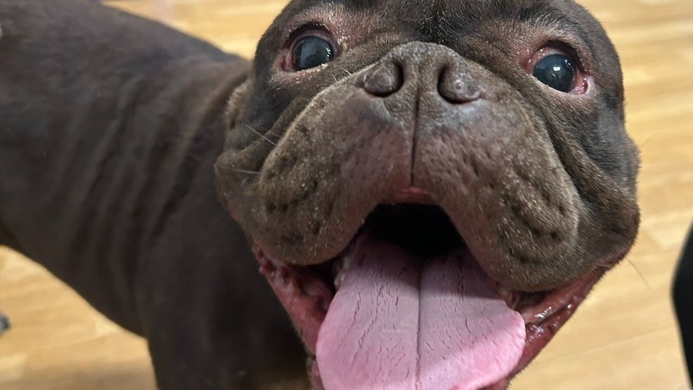 Lavender's transformation: From silent animal abuse victim to joyful ...