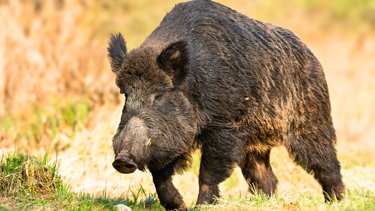 Why hog hunts blow up so fast — the mistakes that ruin them early