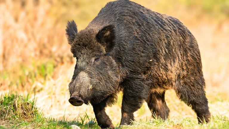 Why hog hunts blow up so fast — the mistakes that ruin them early