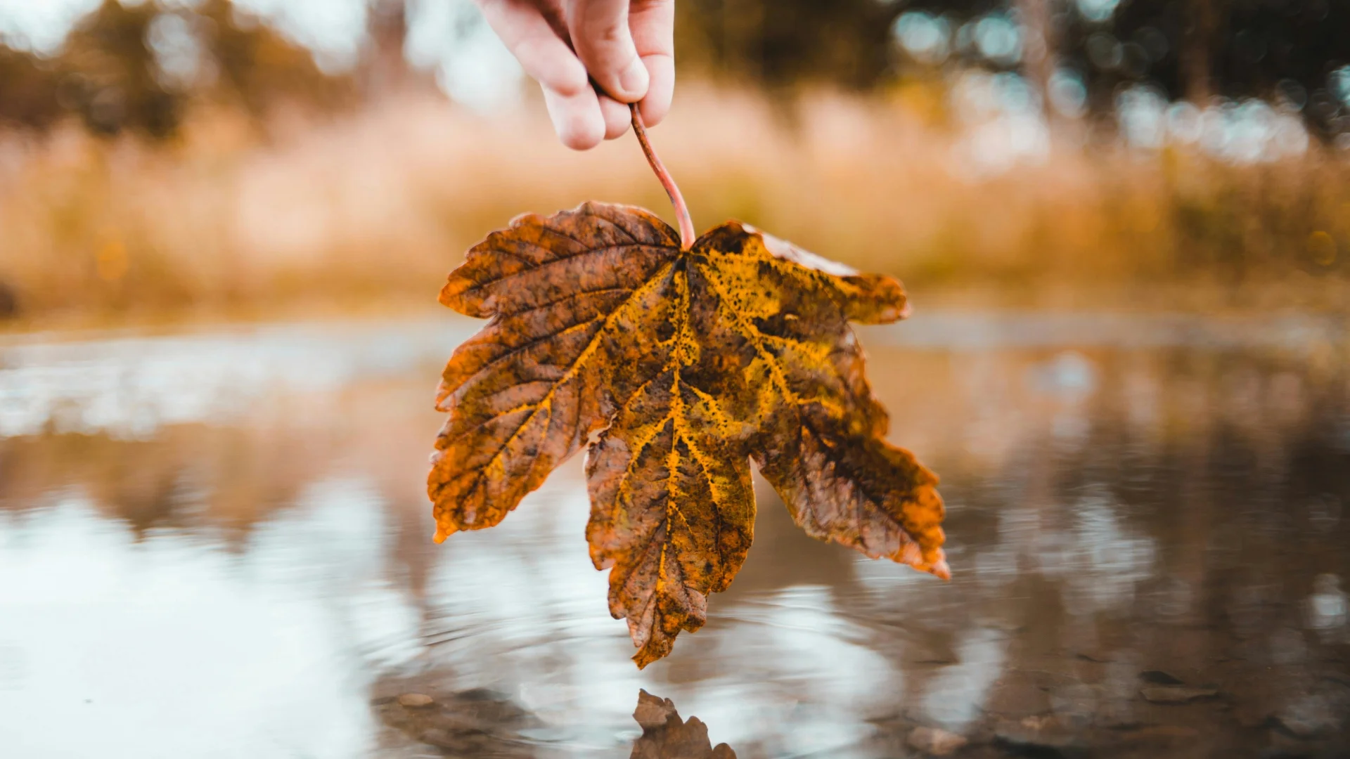 Maple Finance Approaches $3B in AUM, USDC Loans Dominate